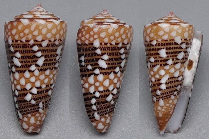 shellauction.net :: Conus nobilis victor - 3703801