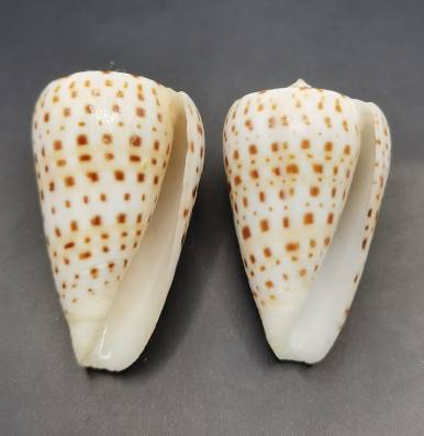 shellauction.net :: Conus byssinus - 3703813