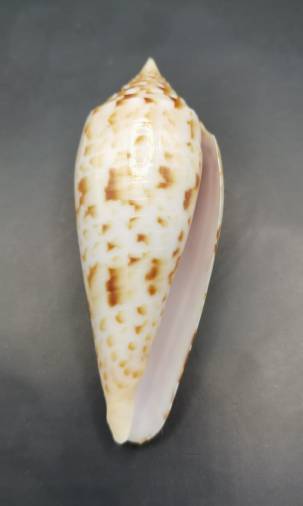 shellauction.net :: Conus phuketensis - 3703889