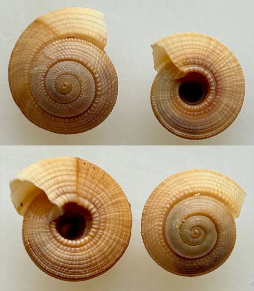 shellauction.net :: Heliacus fallaciosus - 3704041