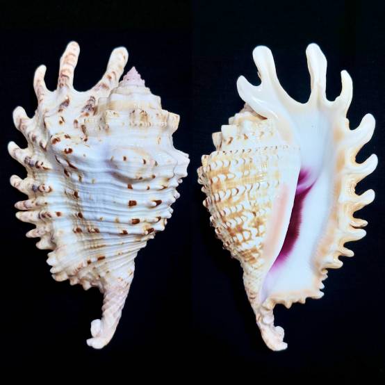 shellauction.net :: Ophioglossolambis violacea - 3704053