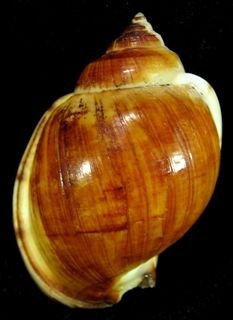 shellauction.net :: Semicassis inornata - 3704054