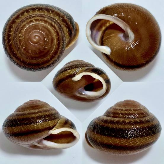 shellauction.net :: Hemicycla bidentalis - 3704056