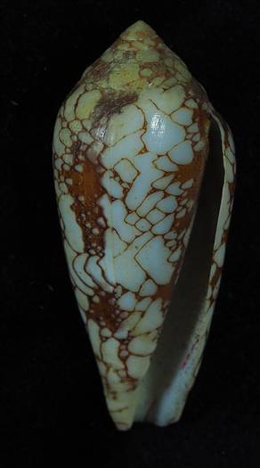 shellauction.net :: Conus textile neovicarius - 3704079