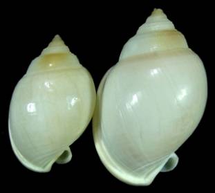 shellauction.net :: Semicassis angasi - 3704094