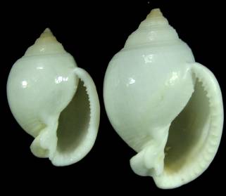 shellauction.net :: Semicassis angasi - 3704094