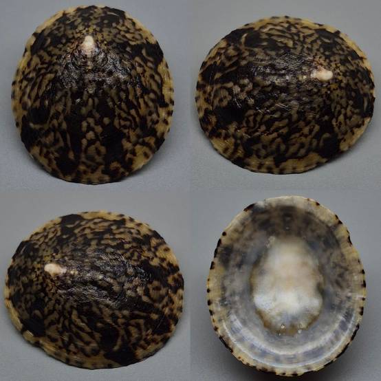 shellauction.net :: Patella sp. - 3704241