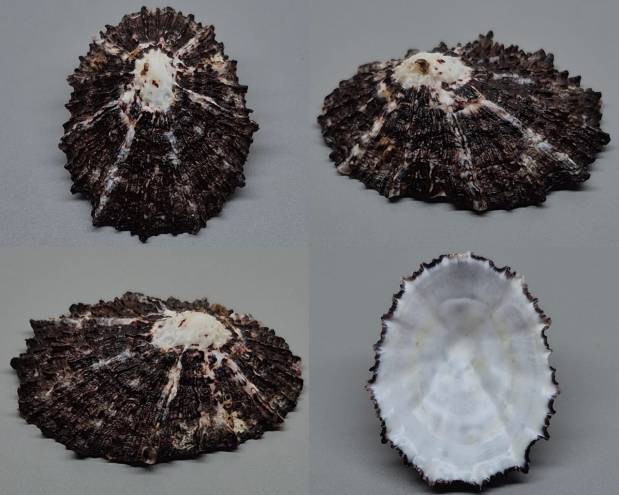 shellauction.net :: Patella sp. - 3704247