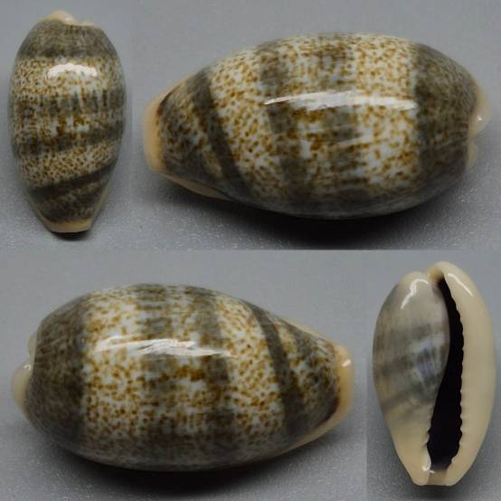 shellauction.net :: Erronea ovum - 3704268