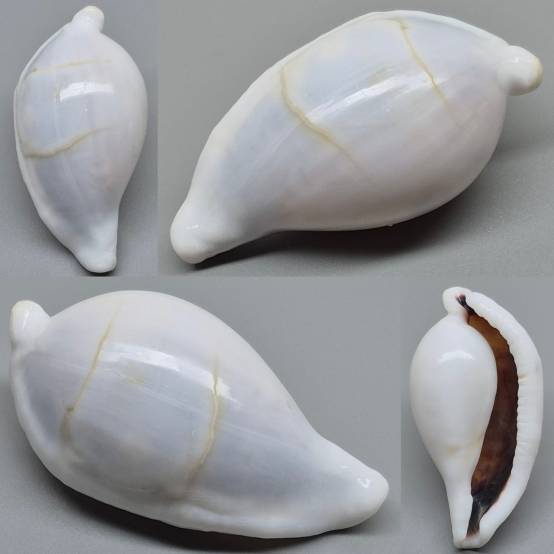 shellauction.net :: Ovula ovum - 3704283