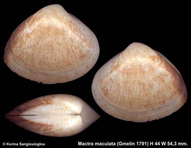 shellauction.net :: Mactra maculata - 3704457