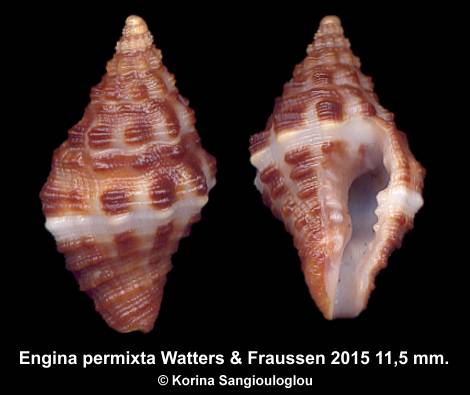 shellauction.net :: Engina permixta - 3704465