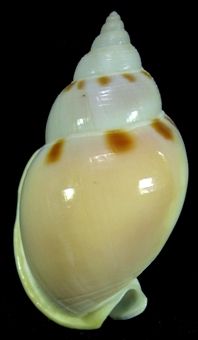 shellauction.net :: Semicassis glabrata - 3704466