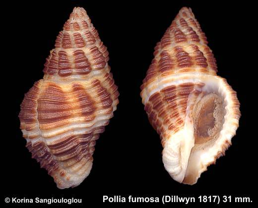 shellauction.net :: Pollia fumosa - 3704467