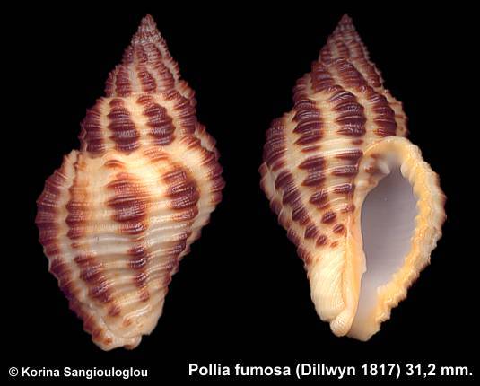 shellauction.net :: Pollia fumosa - 3704468