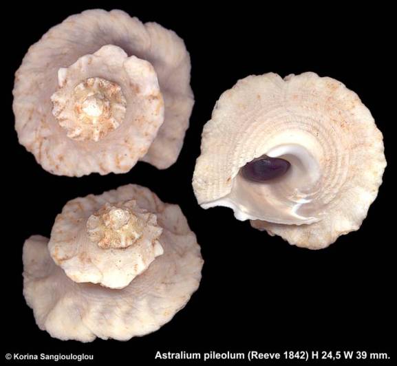 shellauction.net :: Astralium pileolum - 3704478