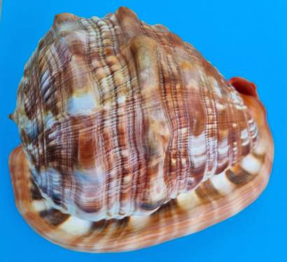 shellauction.net :: Cypraecassis rufa - 3704511