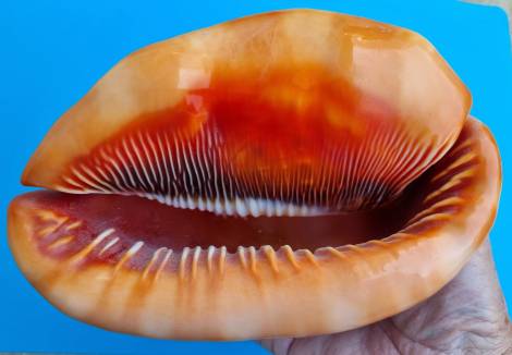 shellauction.net :: Cypraecassis rufa - 3704511