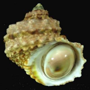 shellauction.net :: Turbo castaneus - 3704543