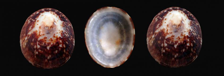 shellauction.net :: Patella testudinaria - 3704551