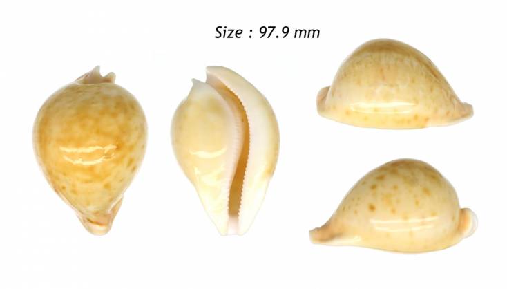 shellauction.net :: Umbilia armeniaca - 3704626