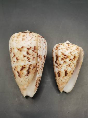 shellauction.net :: Conus zeylanicus - 3704645