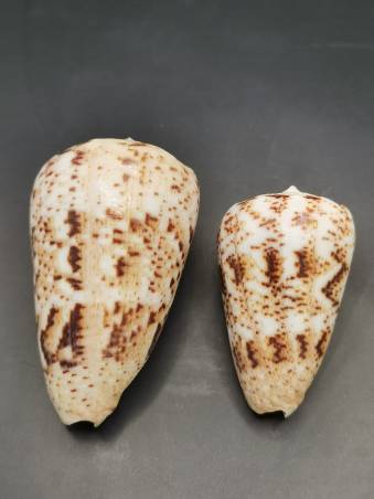 shellauction.net :: Conus zeylanicus - 3704645