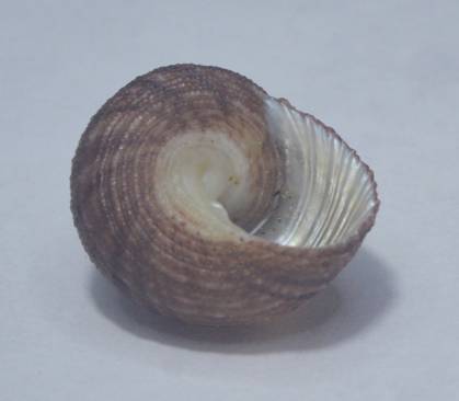 shellauction.net :: Clanculus puniceus - 3704768