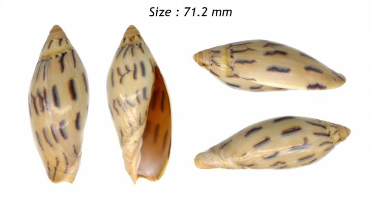 shellauction.net :: Amoria maculata - 3704834