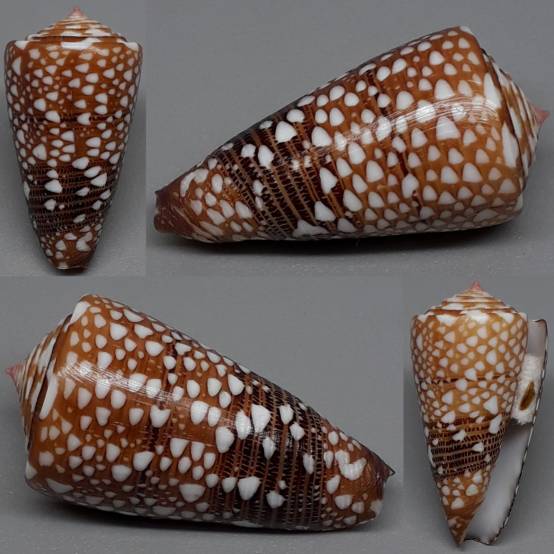 shellauction.net :: Conus nobilis victor - 3704862