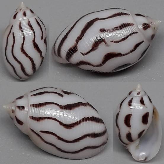 shellauction.net :: Acteon virgatus - 3704889