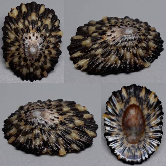 shellauction.net :: Patella sp. - 3704909