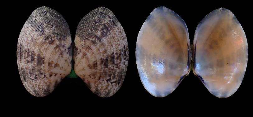 shellauction.net :: Paphia undulata anhtuani - 3704976