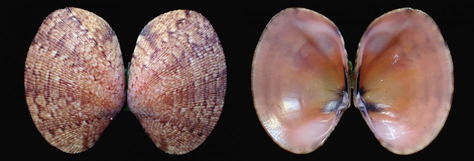 shellauction.net :: Paphia undulata anhtuani - 3705022