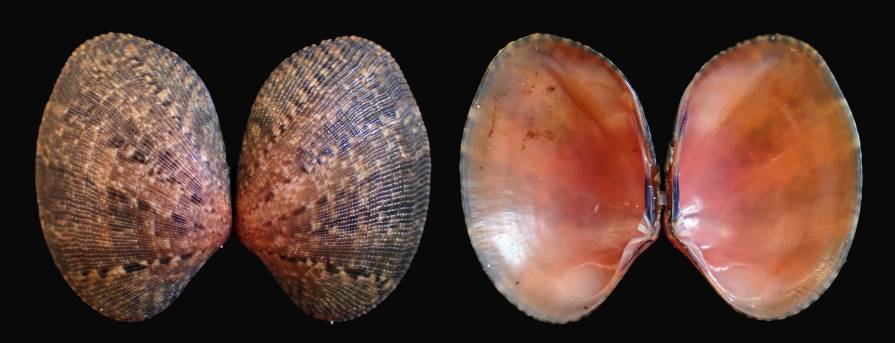 shellauction.net :: Paphia undulata anhtuani - 3705027