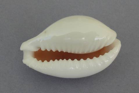 shellauction.net :: Naria eburnea - 3705033