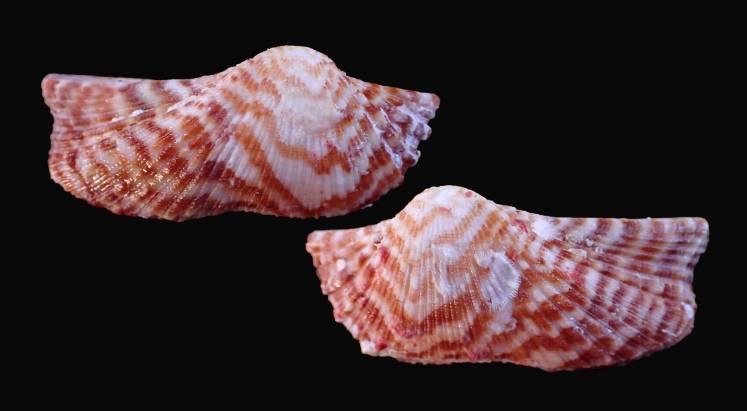 shellauction.net :: Arca navicularis - 3705064