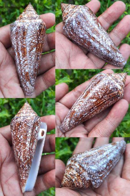 shellauction.net :: Conus gloriamaris - 3705103