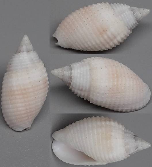 shellauction.net :: Pterygia gorii - 3705327