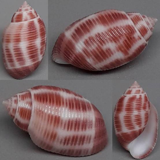 shellauction.net :: Acteon fabreanus - 3705340