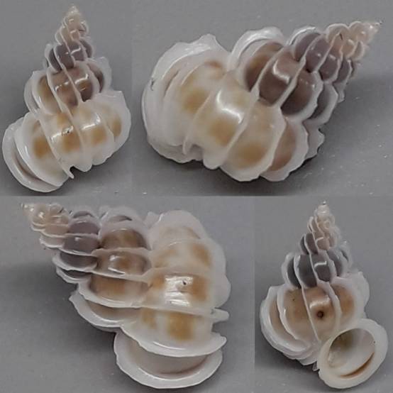 shellauction.net :: Epitonium sp. - 3705440