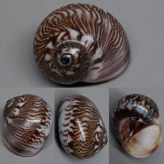 shellauction.net :: Natica arachnoidea - 3705462