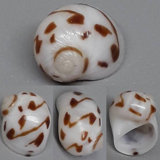 shellauction.net :: Natica sp. - 3705464