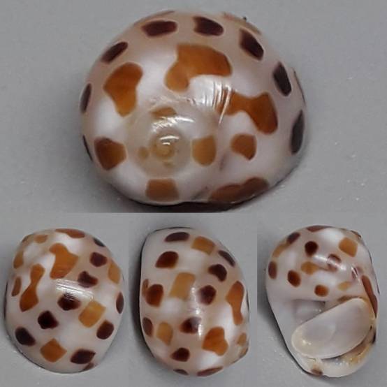 shellauction.net :: Natica sp. - 3705468