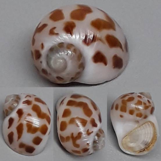 shellauction.net :: Natica sp. - 3705470