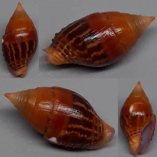 shellauction.net :: Pyrene flava - 3705474