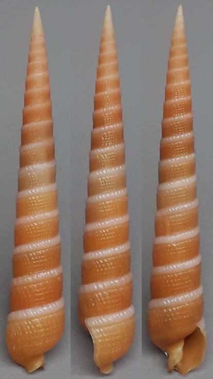 shellauction.net :: Terebra sp. - 3705530