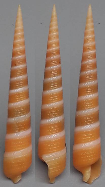 shellauction.net :: Terebra sp. - 3705533