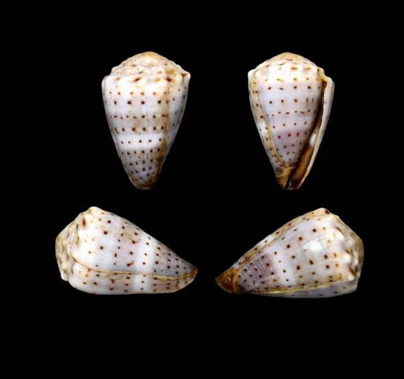 shellauction.net :: Conus tiaratus - 3705638