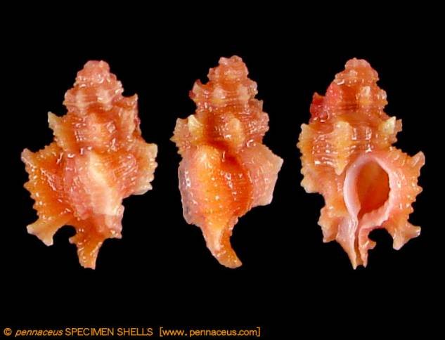 shellauction.net :: Murexsul khareefae - 3705852